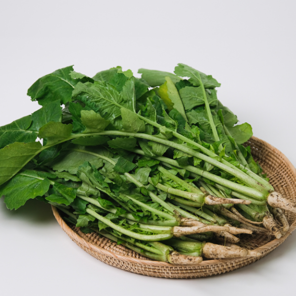 Korean Yeolmu - Nambu F1 Seeds | 남부춘하열무 씨앗 | Wonder Seeds